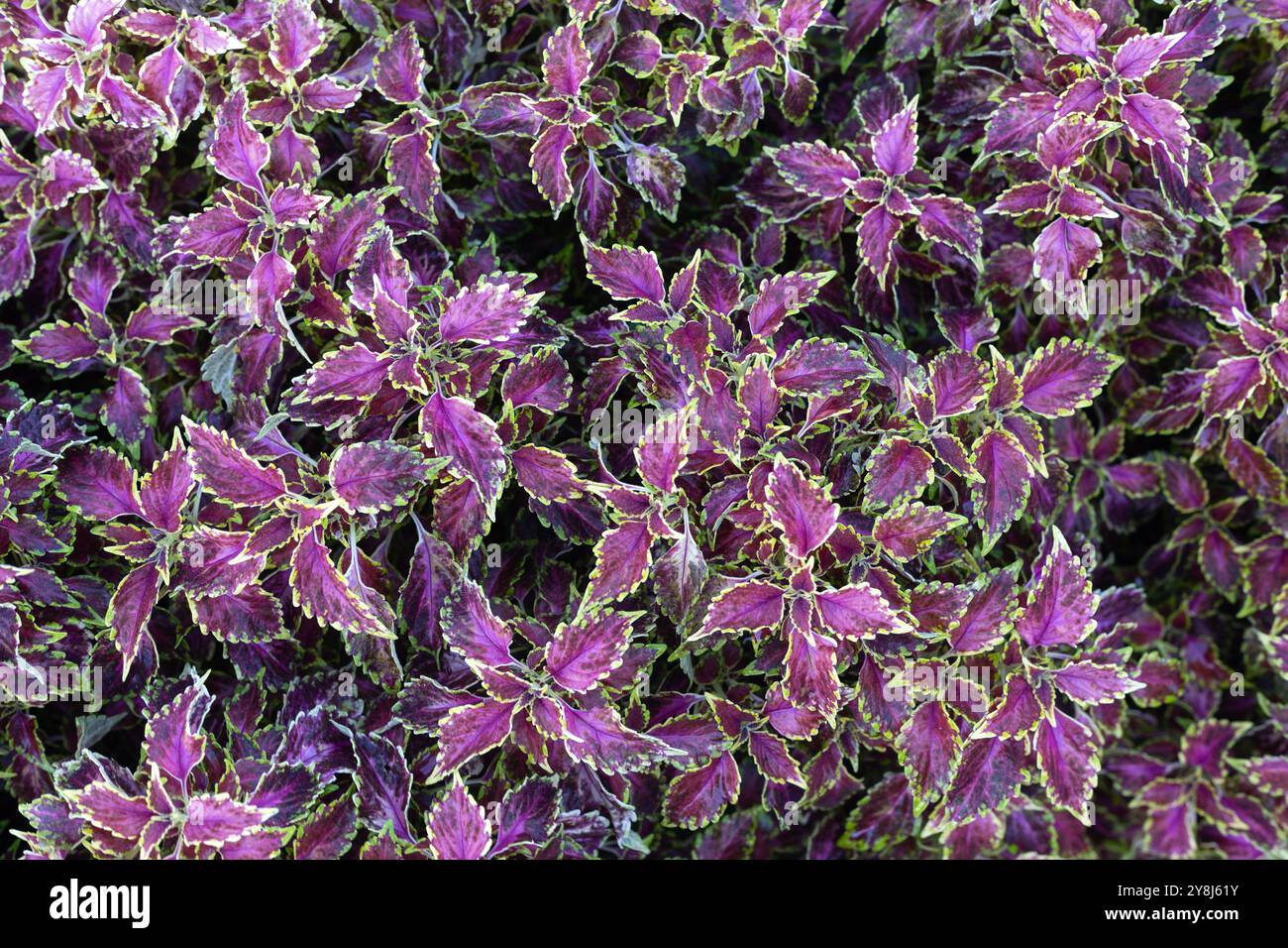 Plectranthus scutellarioides 'Ruby Punch' coleus Stock Photo - Alamy