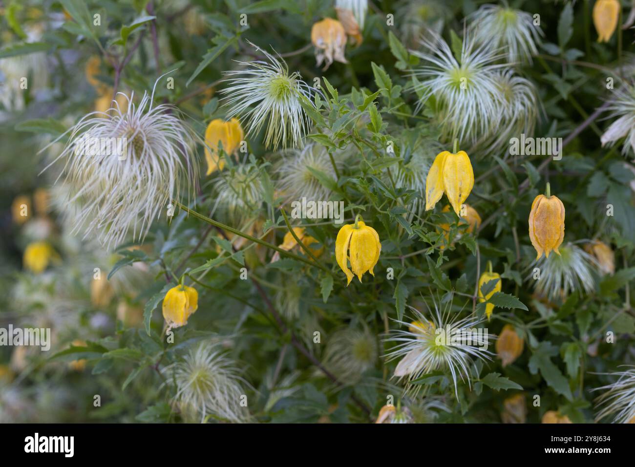 Clematis tangutica - golden clematis Stock Photo - Alamy