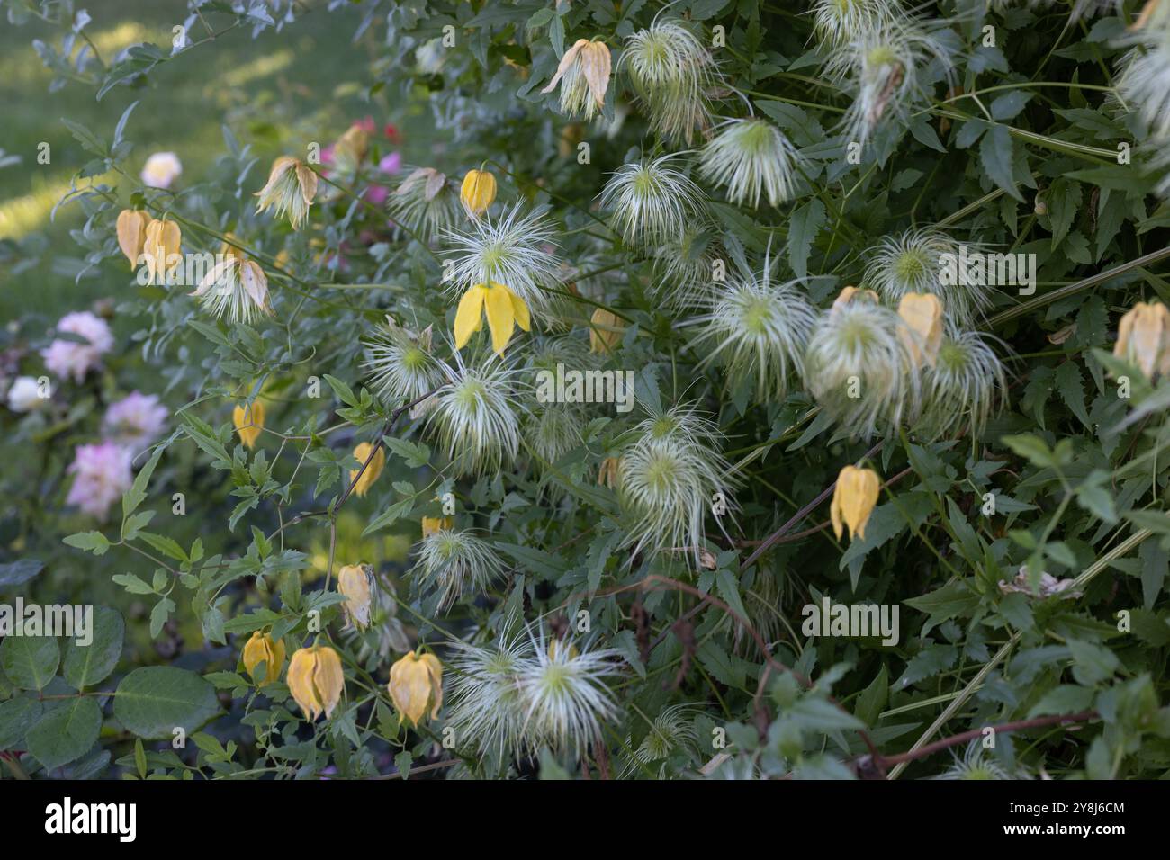Clematis tangutica - golden clematis Stock Photo - Alamy