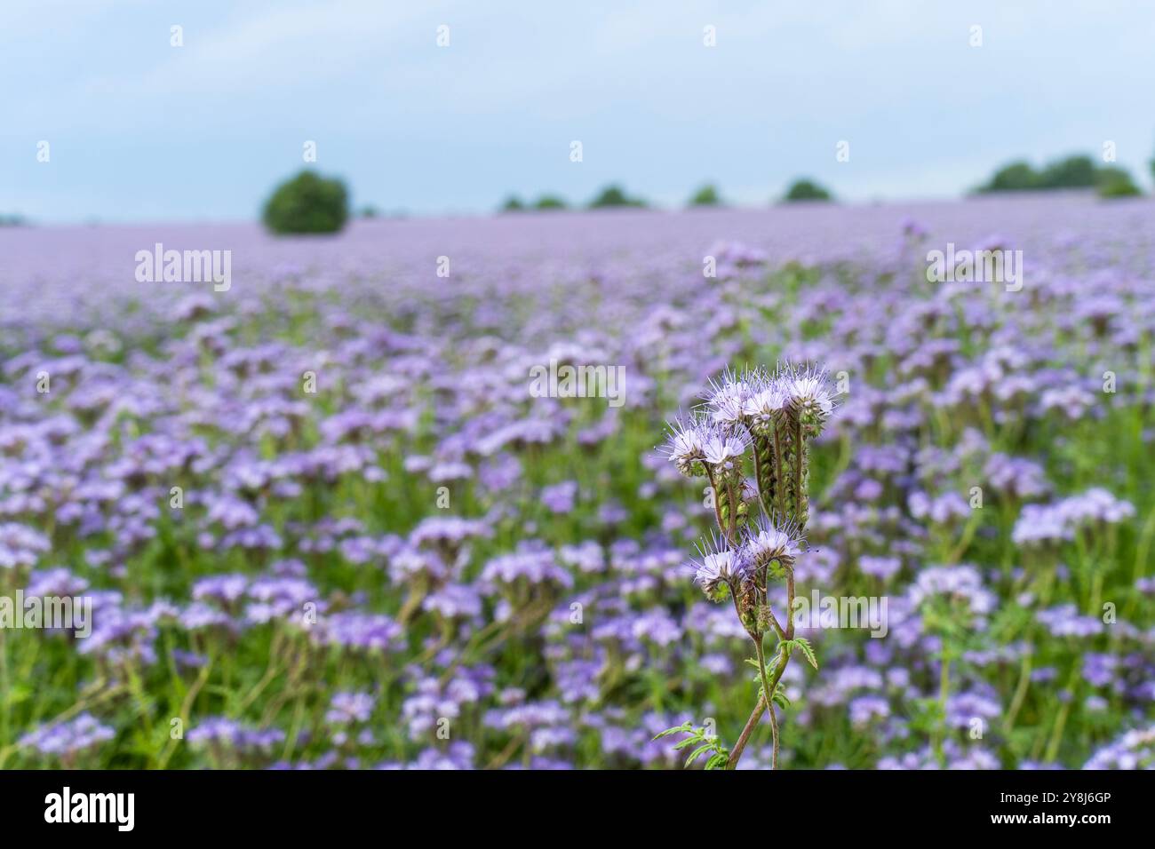 Field of blooming purple lacy phacelia flowers Stock Photo - Alamy