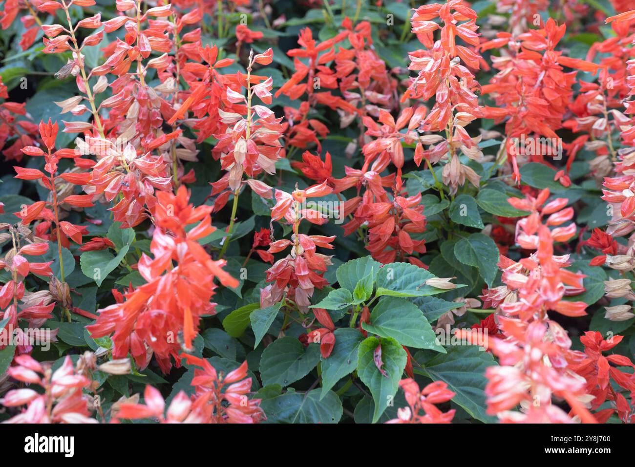 Salvia splendens 'Red Hill' scarlet sage Stock Photo - Alamy