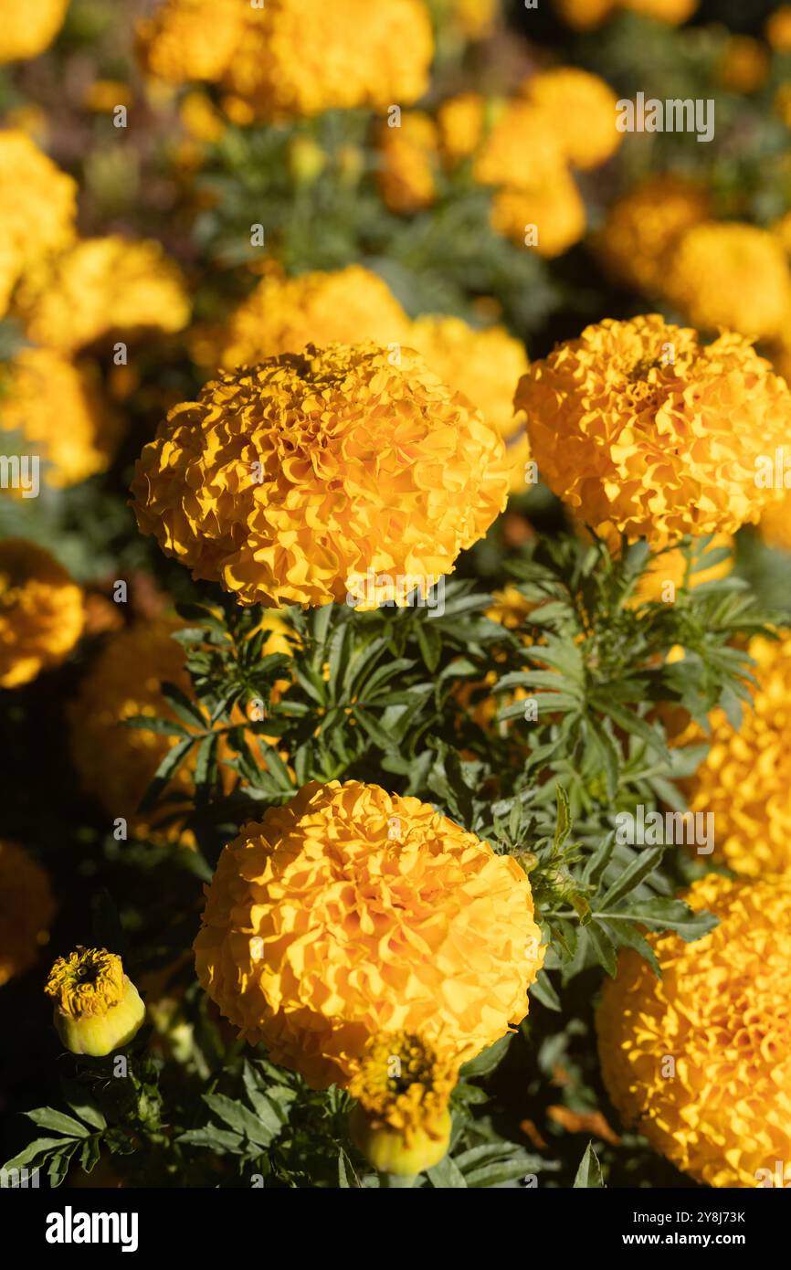 Marigolds tagetes erecta flowers hi-res stock photography and images ...
