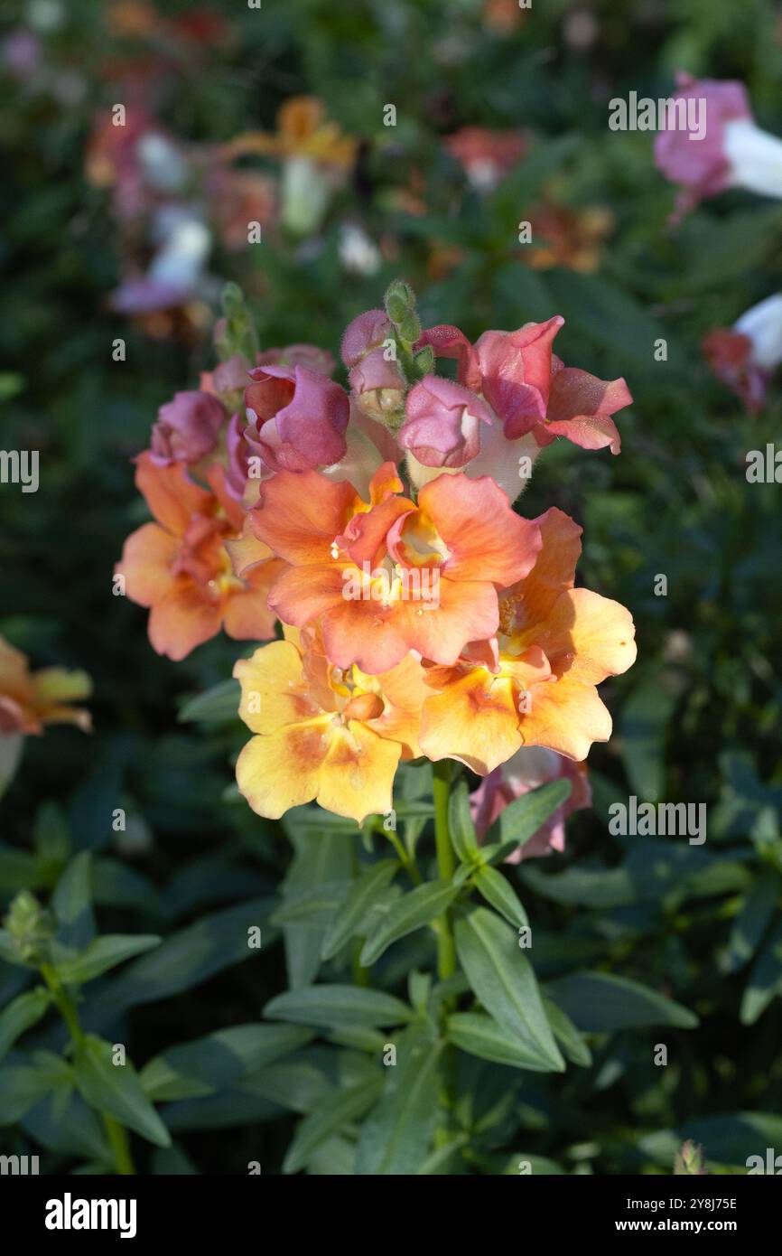 Antirrhinum majus 'Doubleshot Orange Bicolor' snapdragon flowers ...