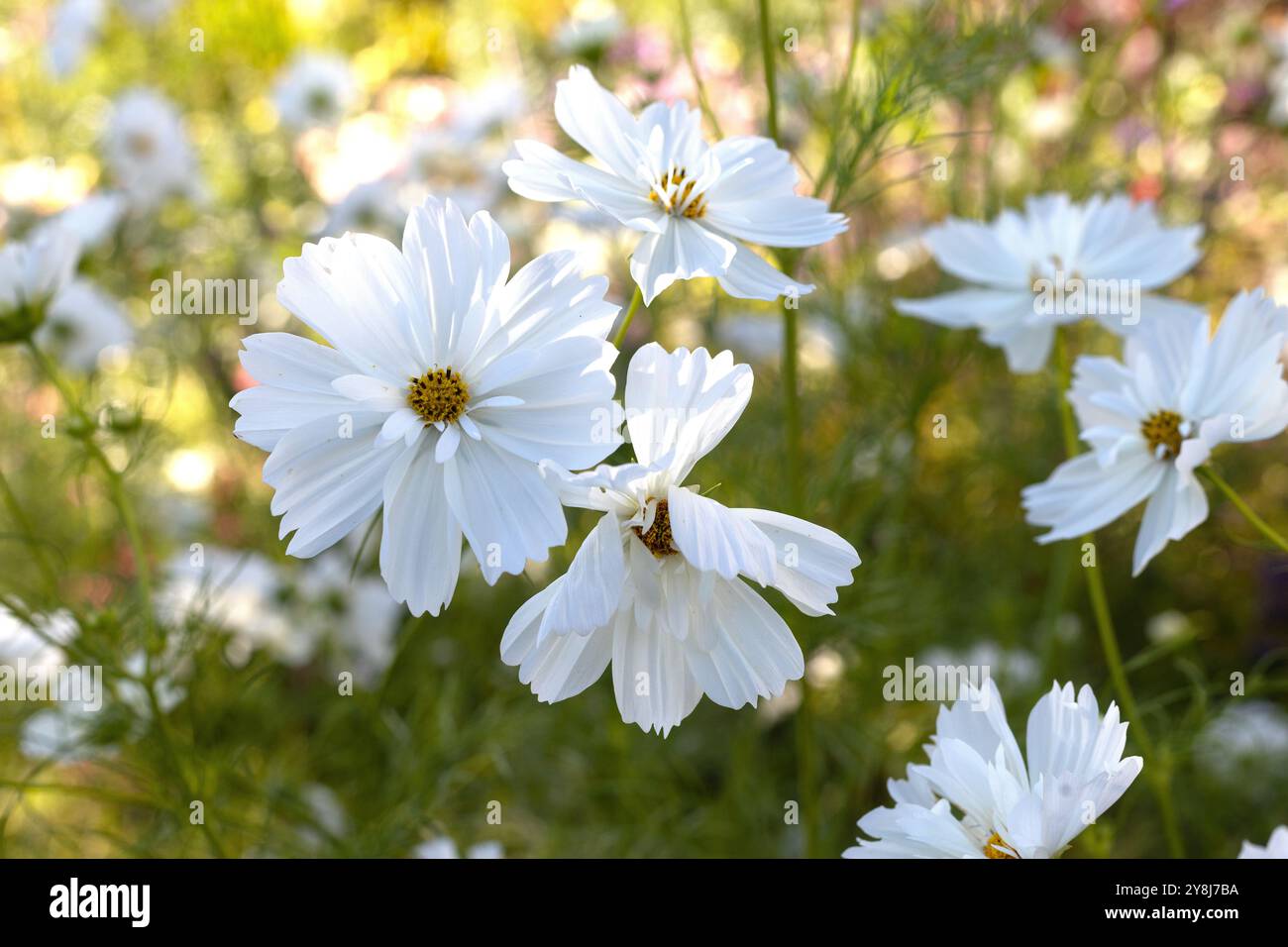 Cosmos Bipinnatus 'Fizzy White' garden cosmos flowers Stock Photo - Alamy