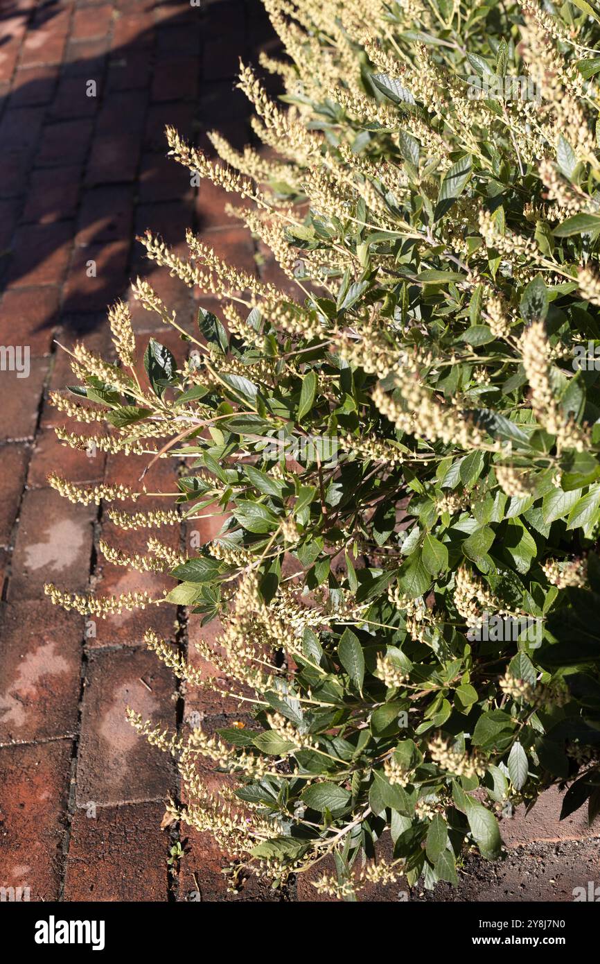 Clethra alnifolia 'hummingbird' summersweet shrub next to a brick path ...