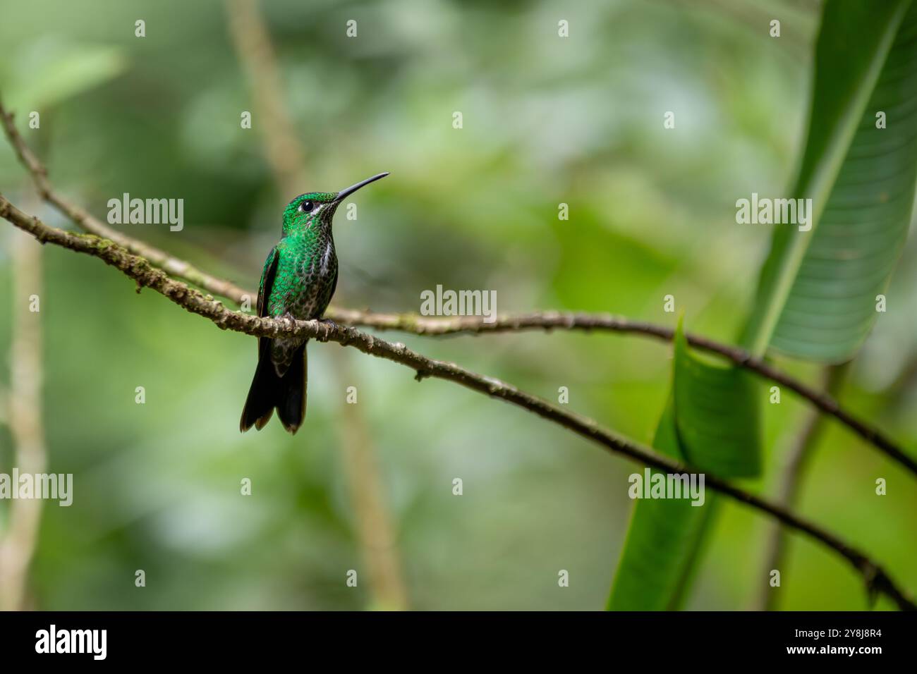 A green-crowned brilliant hummingbird perched on a branch in Costa Rica ...
