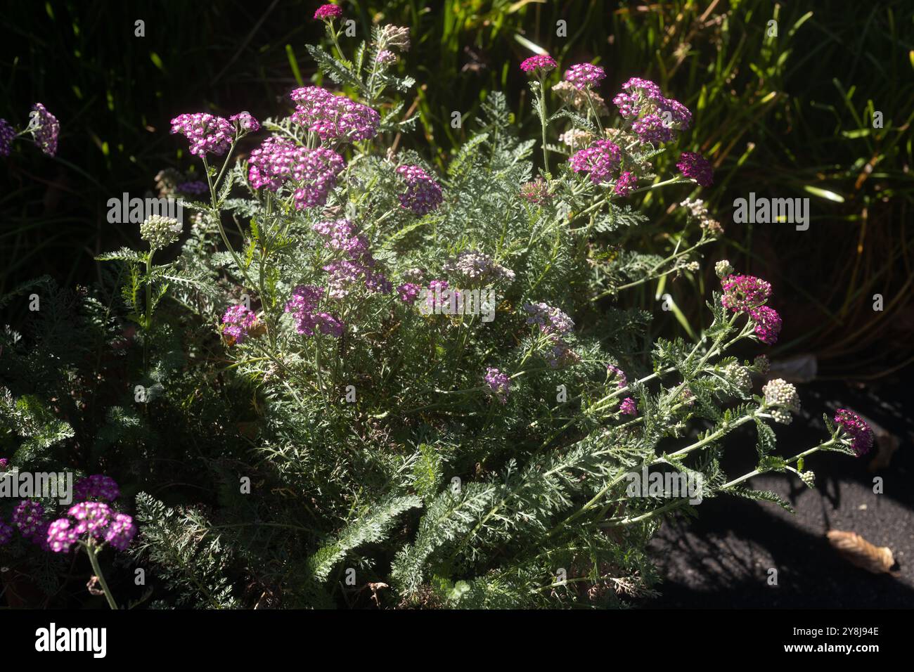 Achillea millefolium - 'new vintage violet' yarrow Stock Photo - Alamy