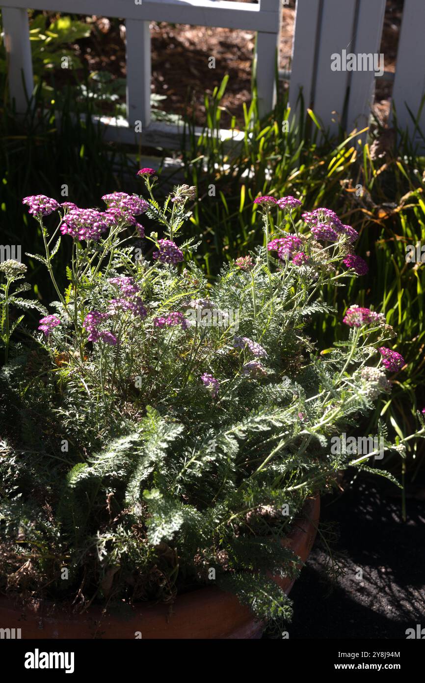 Violet achillea hi-res stock photography and images - Alamy