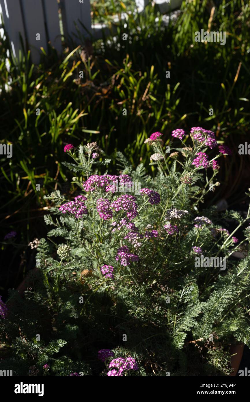 Violet achillea hi-res stock photography and images - Alamy