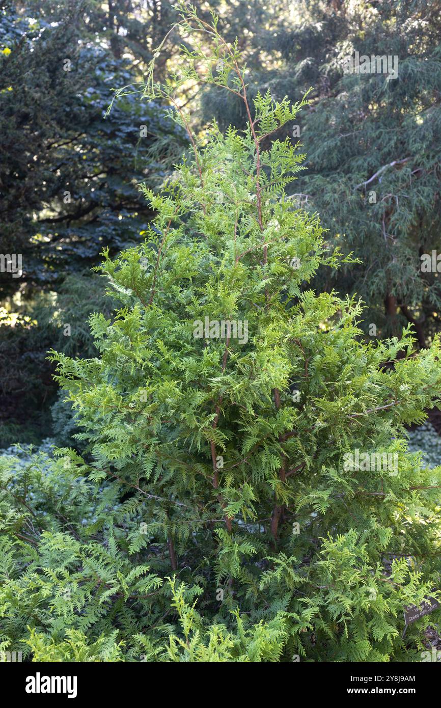 Chamaecyparis pisifera 'Vintage Gold' Sawara false cypress tree Stock ...