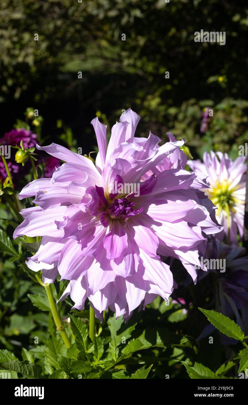 Lavender ruffles hi-res stock photography and images - Alamy