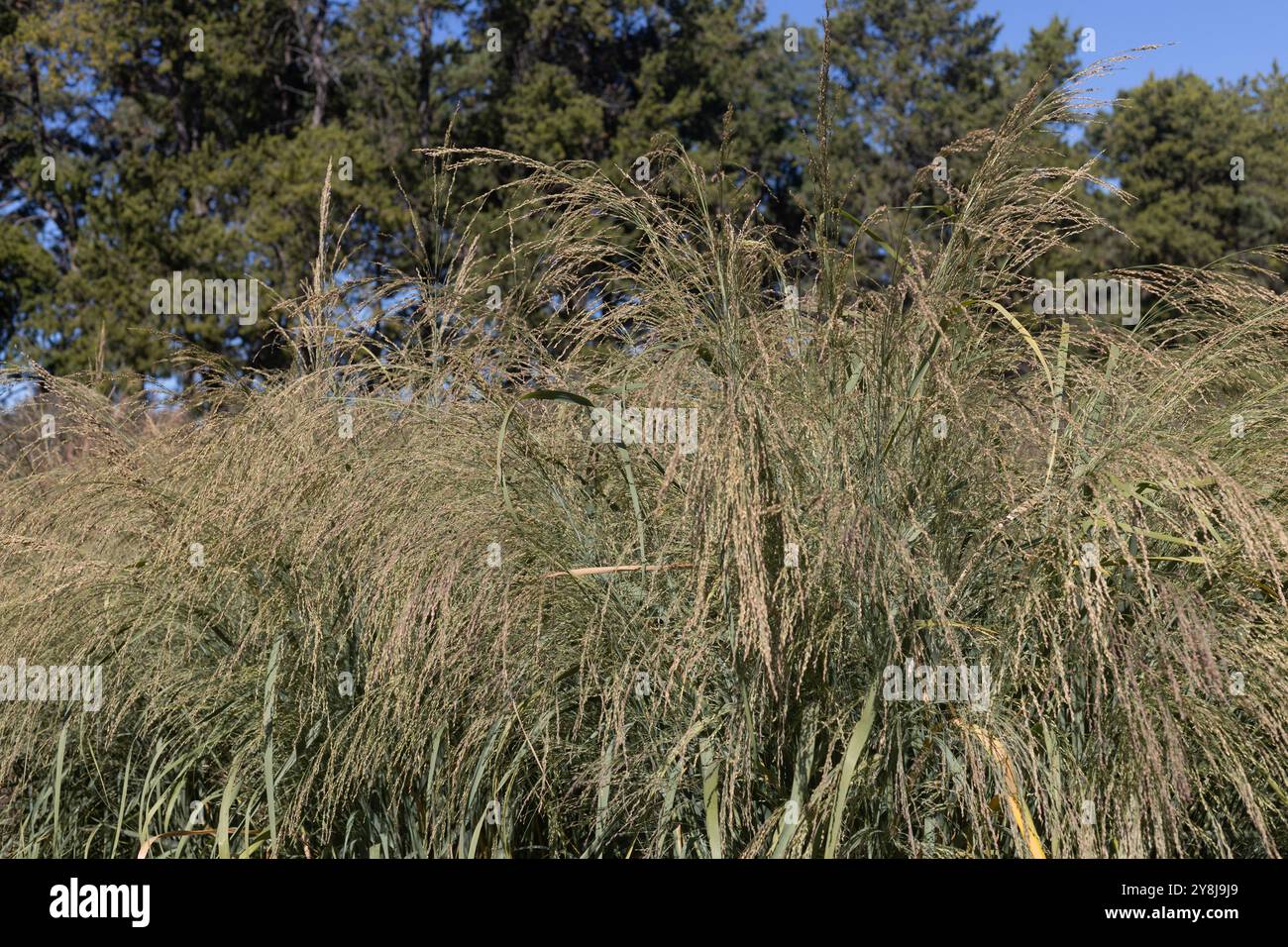 Switchgrass hi-res stock photography and images - Alamy