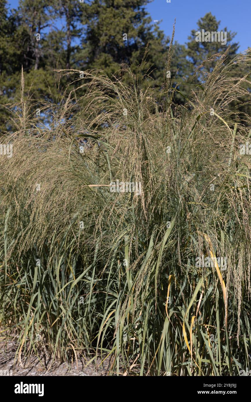 Switchgrass hi-res stock photography and images - Alamy