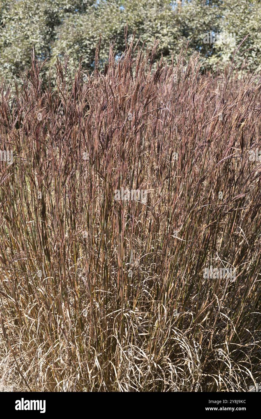 Bluestem hi-res stock photography and images - Alamy