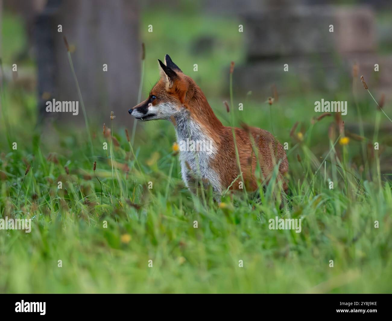 Red fox on alert [ vulpes vulpes] in Bristol UK Stock Photo - Alamy