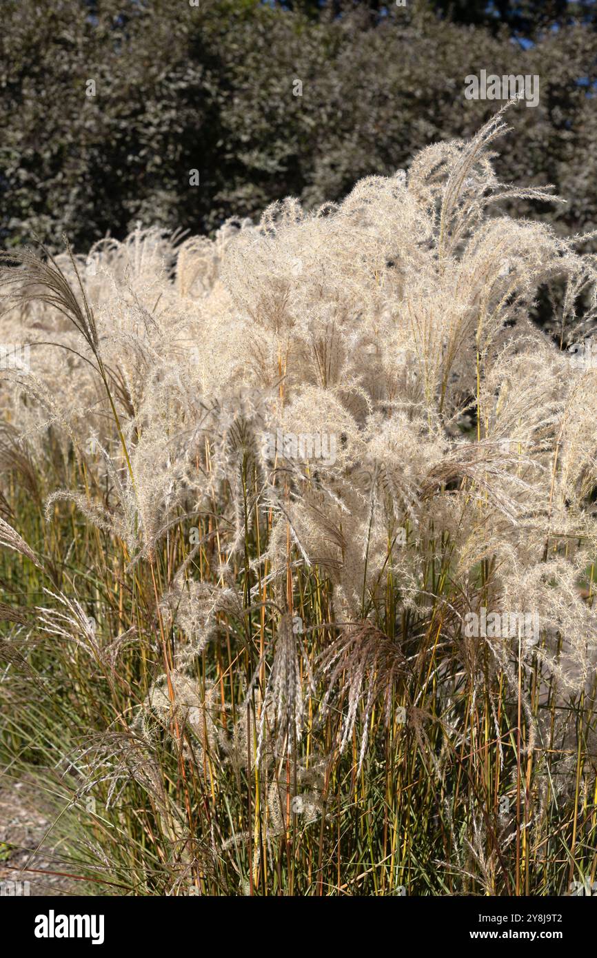 Miscanthus sinensis 'Kleine Fontaene' Japanese silver grass Stock Photo ...
