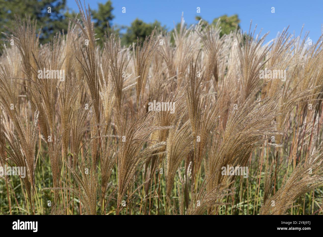 Miscanthus sinensis 'Rotsilber' Japanese silver grass Stock Photo - Alamy