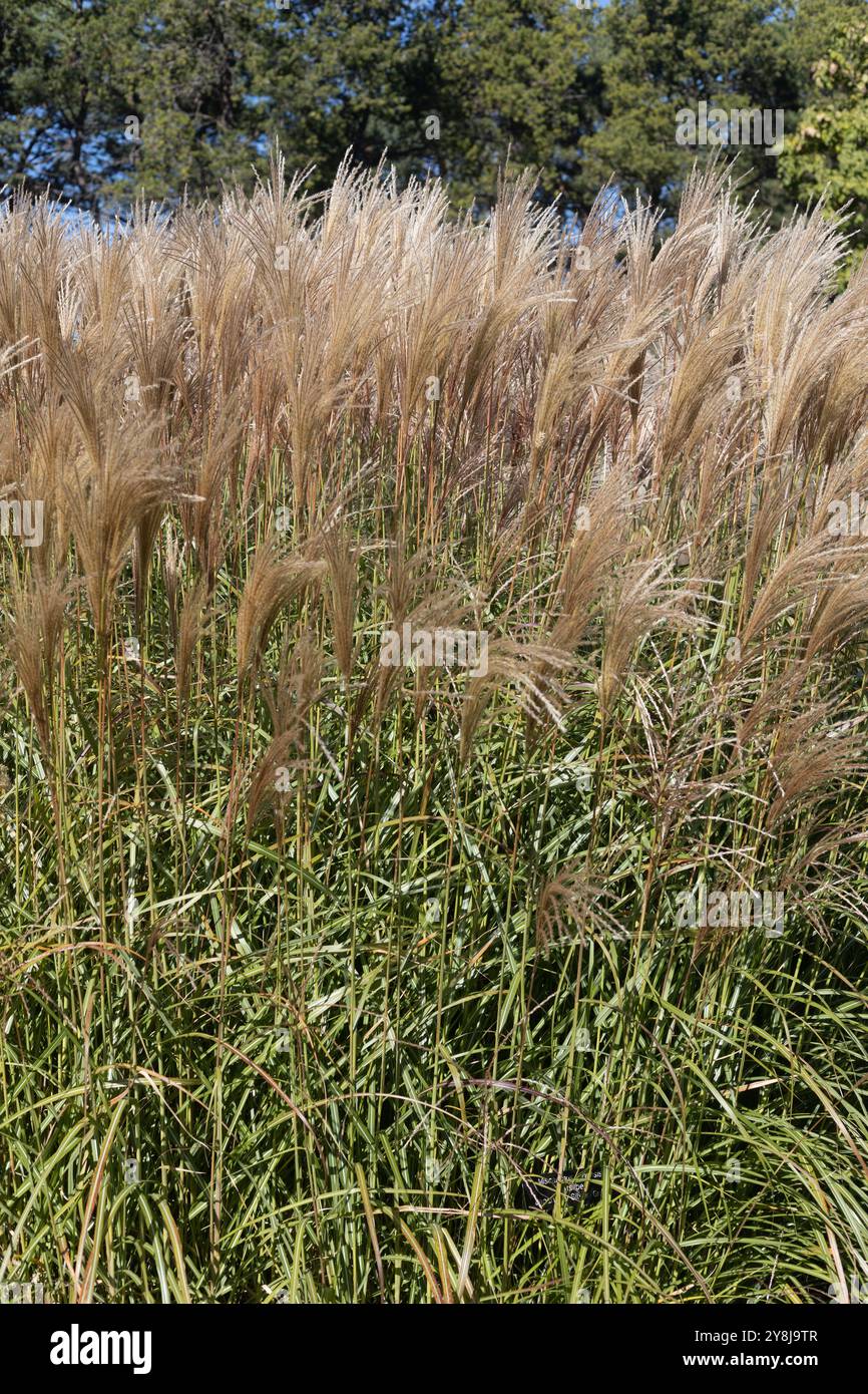 Miscanthus sinensis 'Rotsilber' Japanese silver grass Stock Photo - Alamy