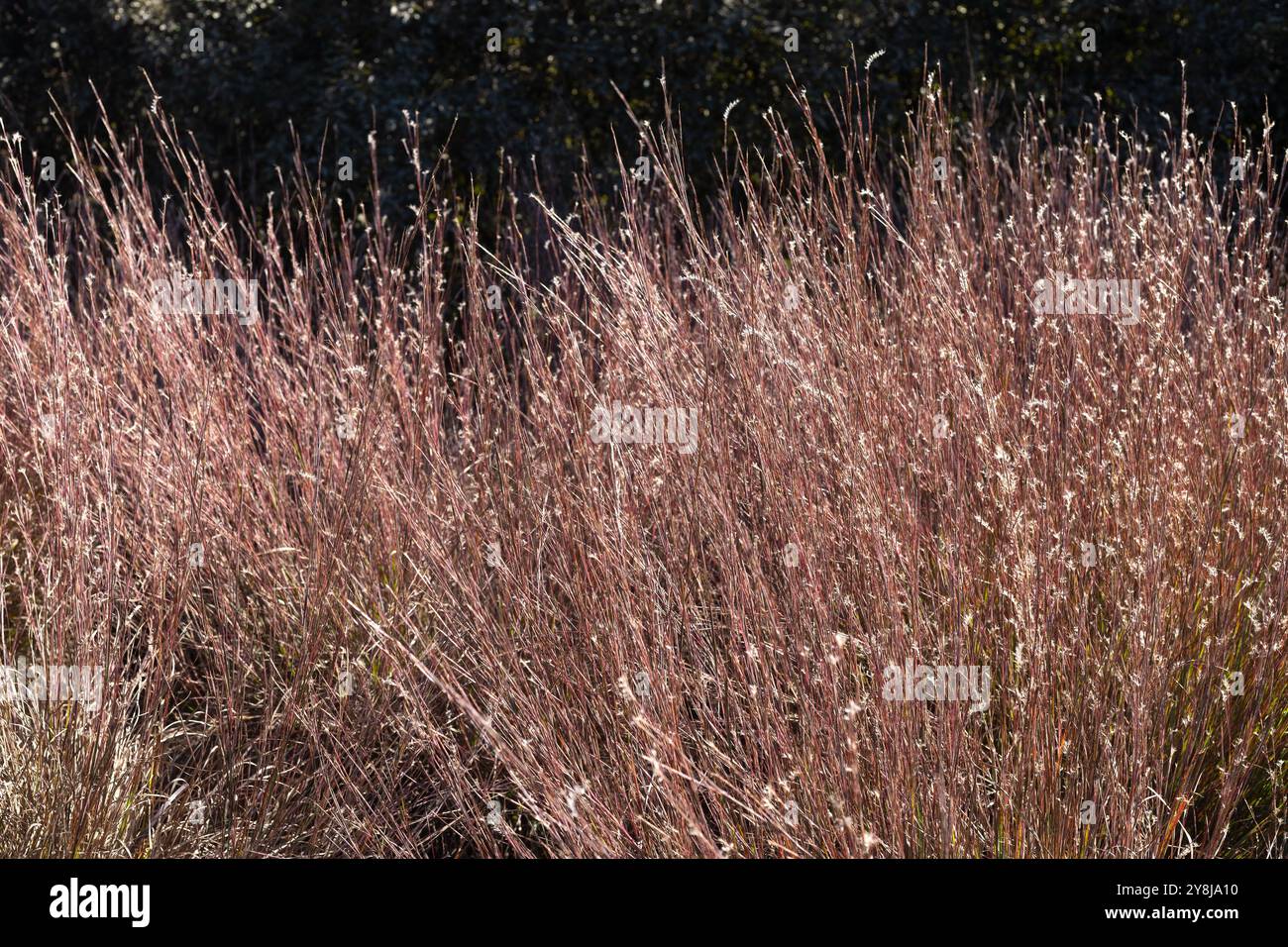 Bluestem hi-res stock photography and images - Alamy