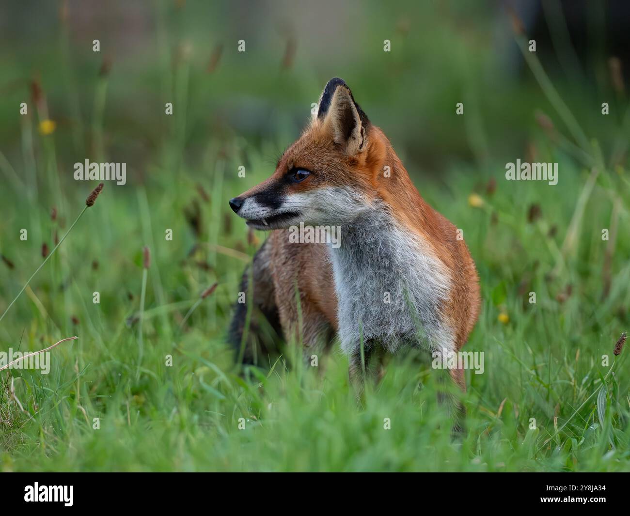 Red fox on alert [ vulpes vulpes] in Bristol UK Stock Photo - Alamy