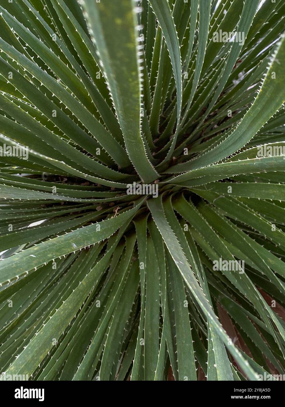 Agave plant structure hi-res stock photography and images - Alamy