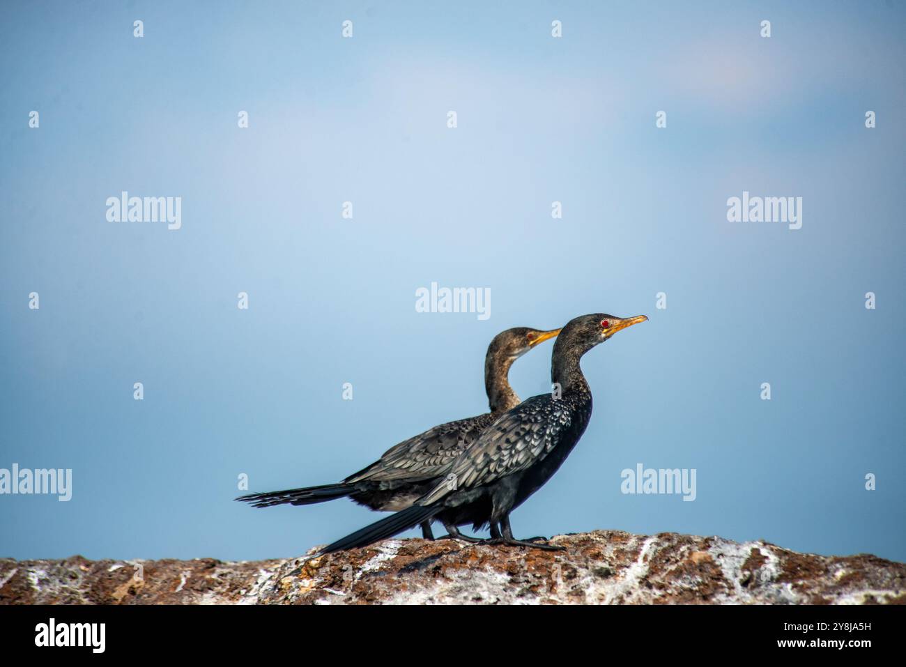 LONG-TAILED CORMORANTs, ( Phalacrocorax africanus) as known as Reed ...