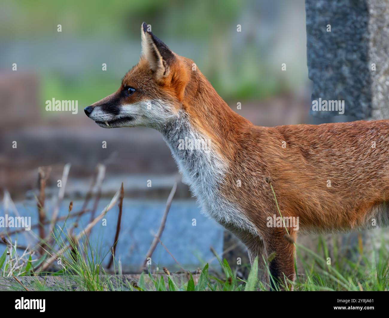 Red fox on alert [ vulpes vulpes] in Bristol UK Stock Photo - Alamy