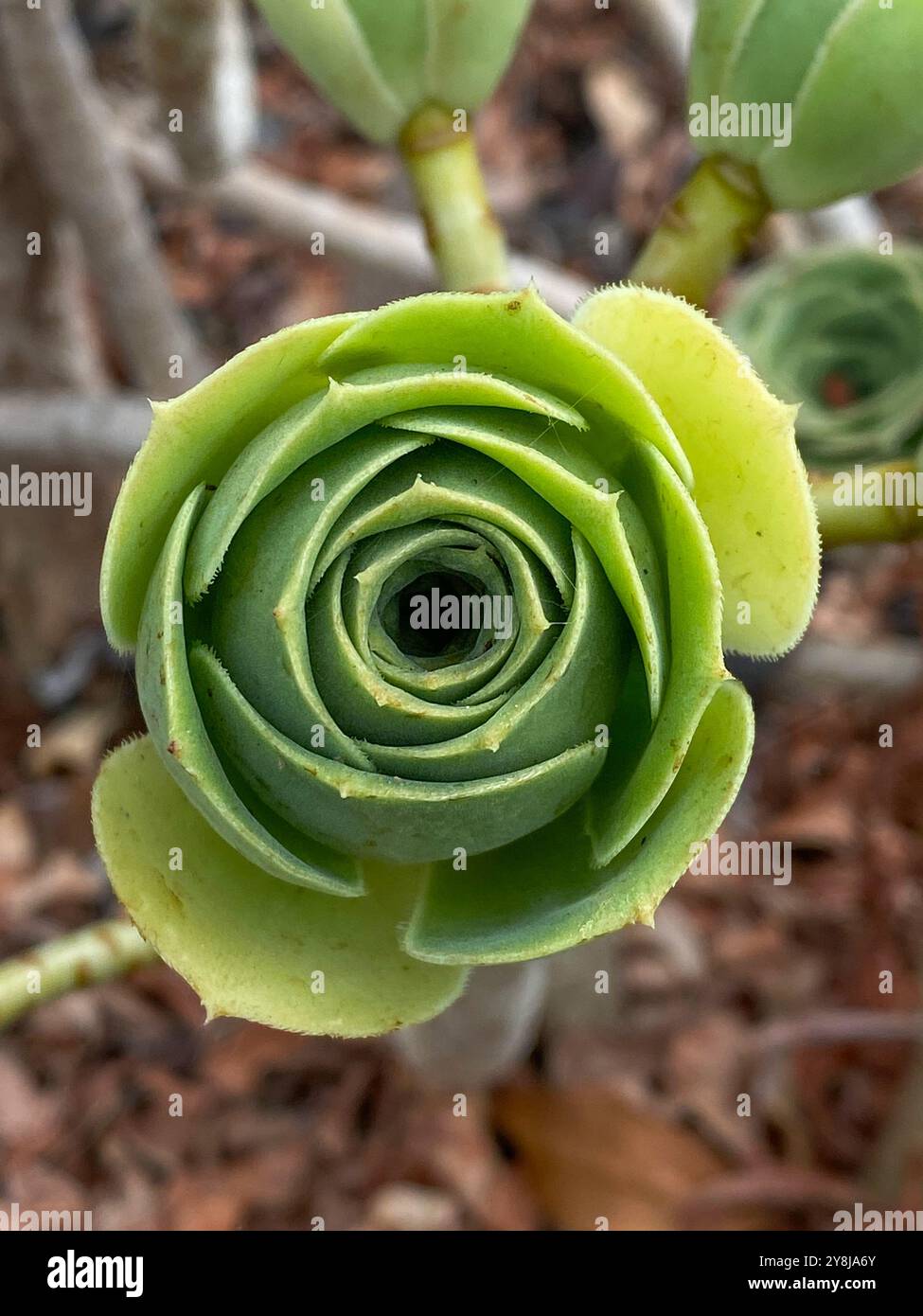 Intricate spiral formation hi-res stock photography and images - Alamy