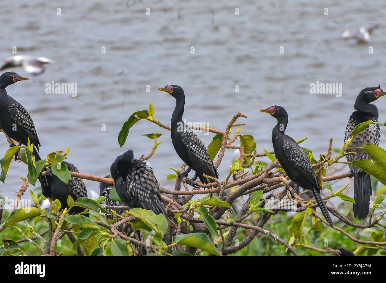 LONG-TAILED CORMORANTs, ( Phalacrocorax africanus) as known as Reed ...