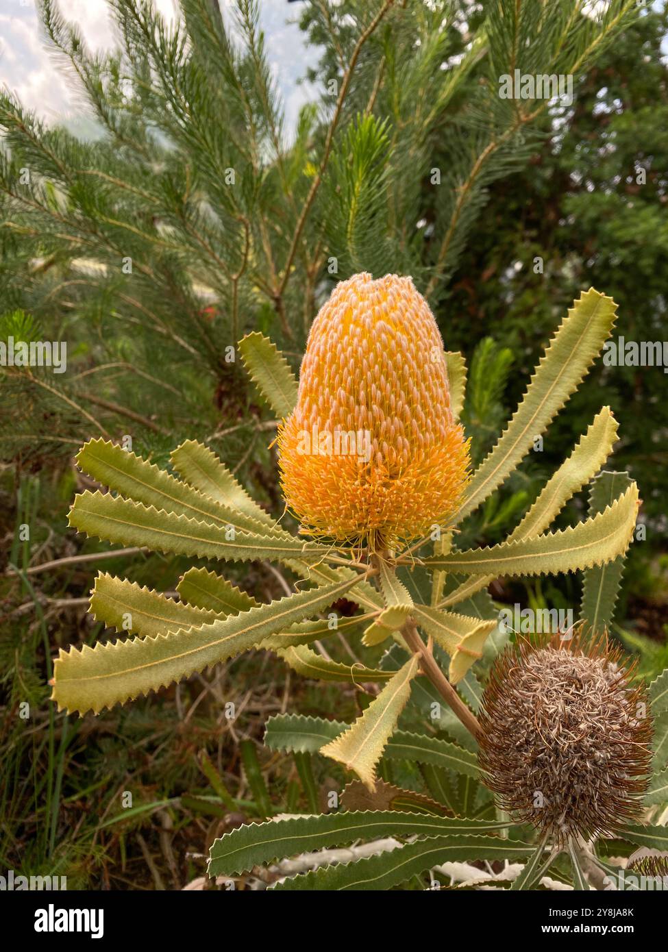 Golden Banksia Flower in Full Bloom Amid Greenery. High quality photo ...