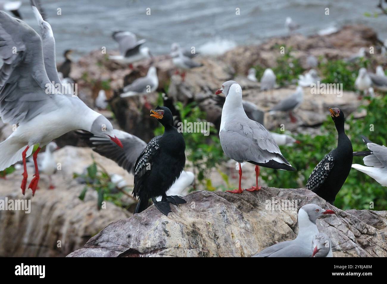 LONG-TAILED CORMORANTS, ( Phalacrocorax africanus) as known as Reed ...