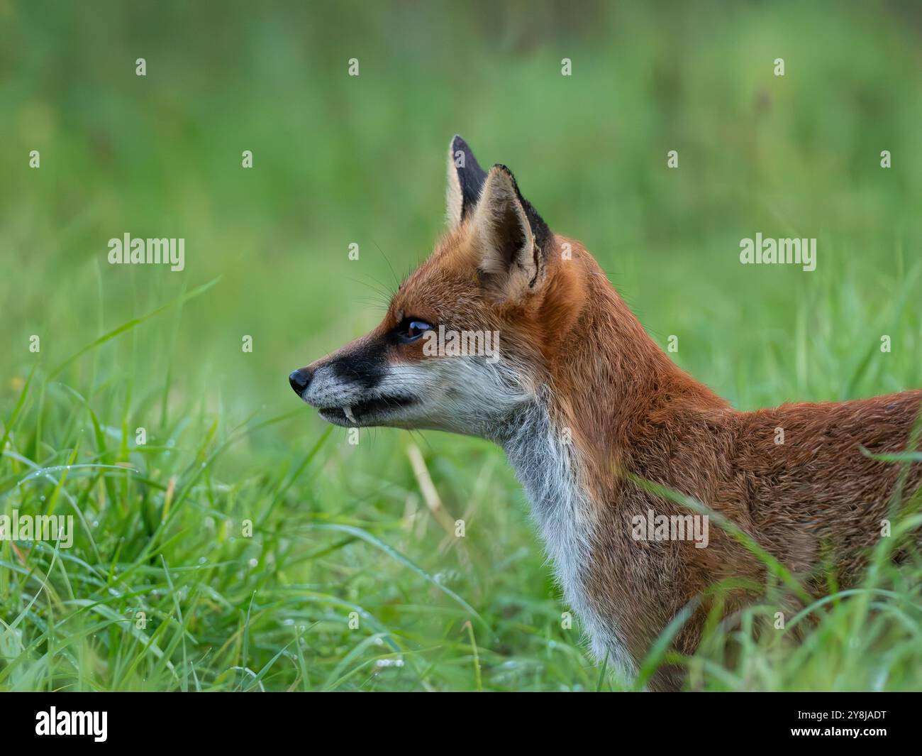 Red fox on alert [ vulpes vulpes] in Bristol UK Stock Photo - Alamy