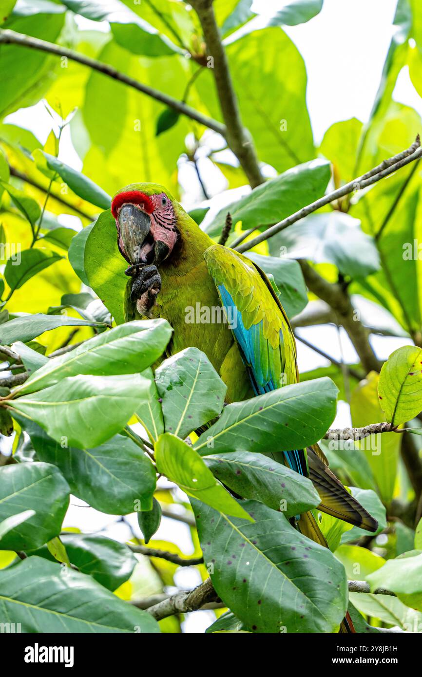 Guacamayo verde mayor hi-res stock photography and images - Alamy