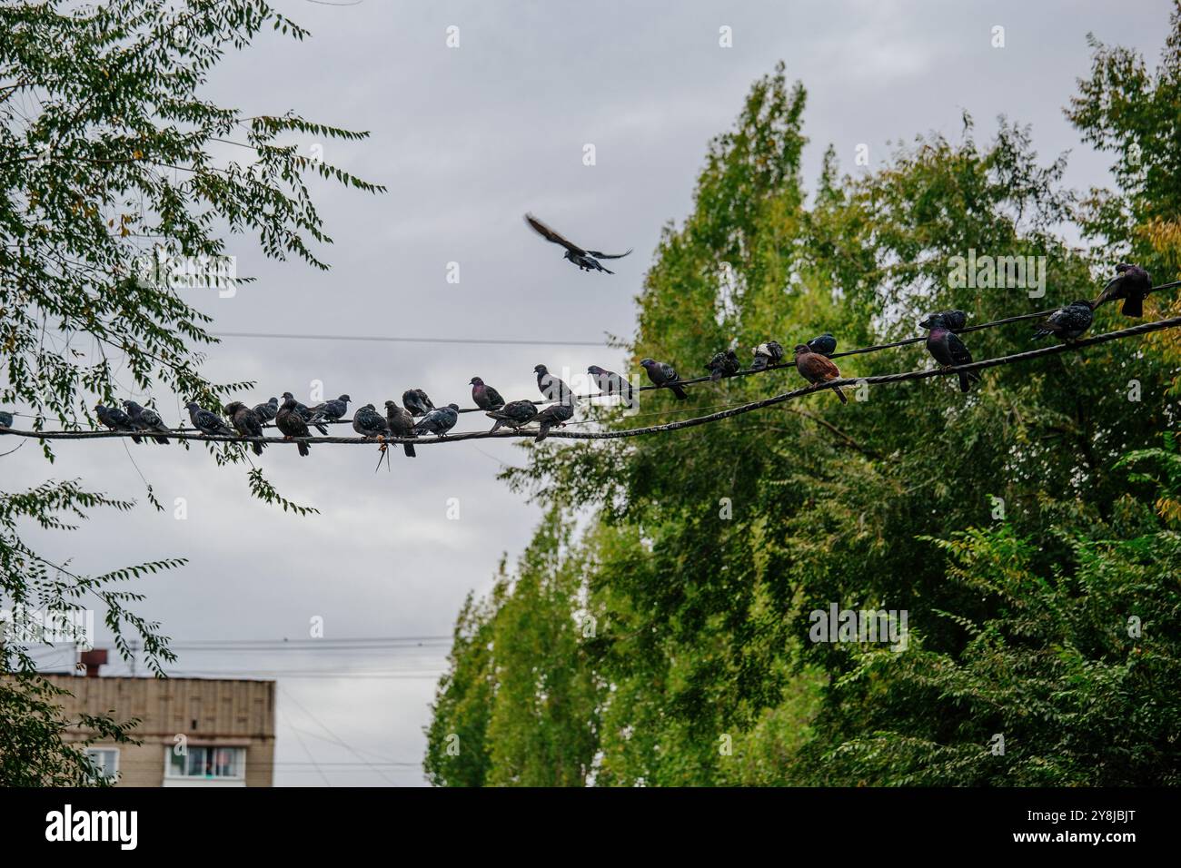 Line pigeons on tree hi-res stock photography and images - Alamy