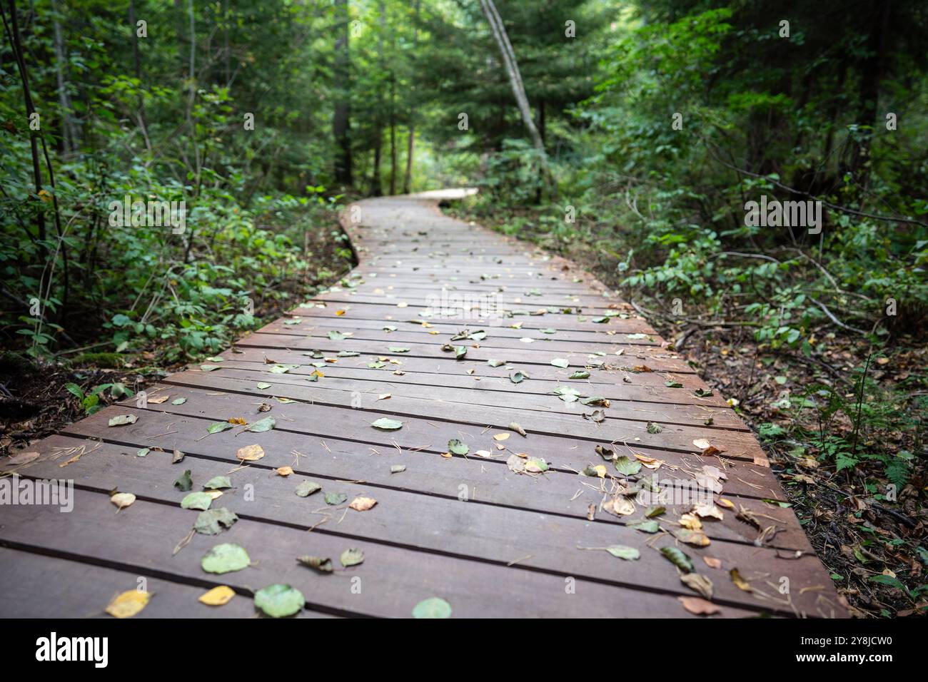 Empty ecological trail in dense dark forest in autumn. Hiking trail in ...
