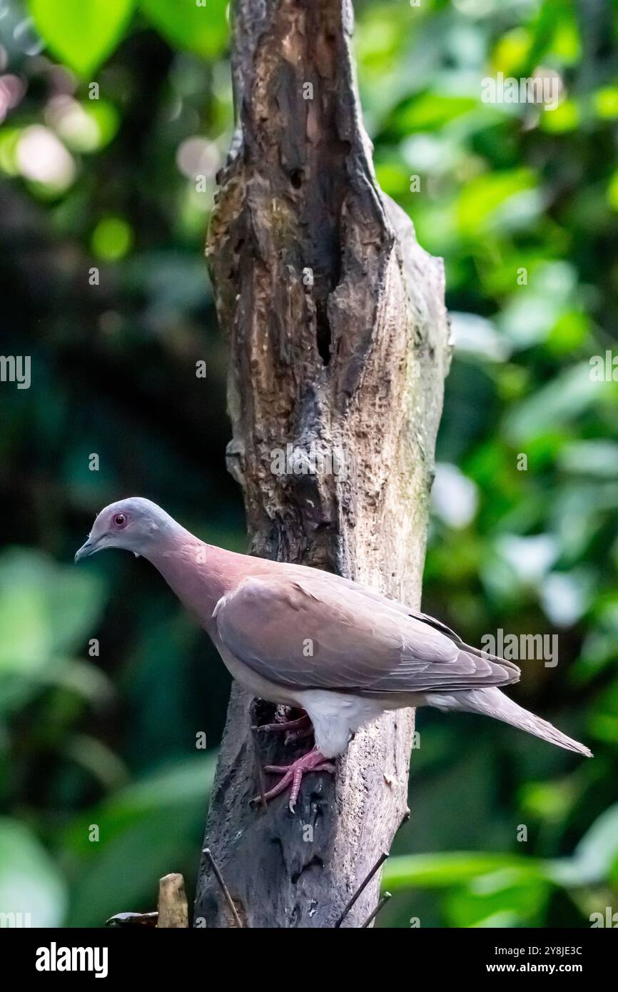 Pale-vented Pigeon (Patagioenas cayennensis) of Costa Rica Stock Photo ...