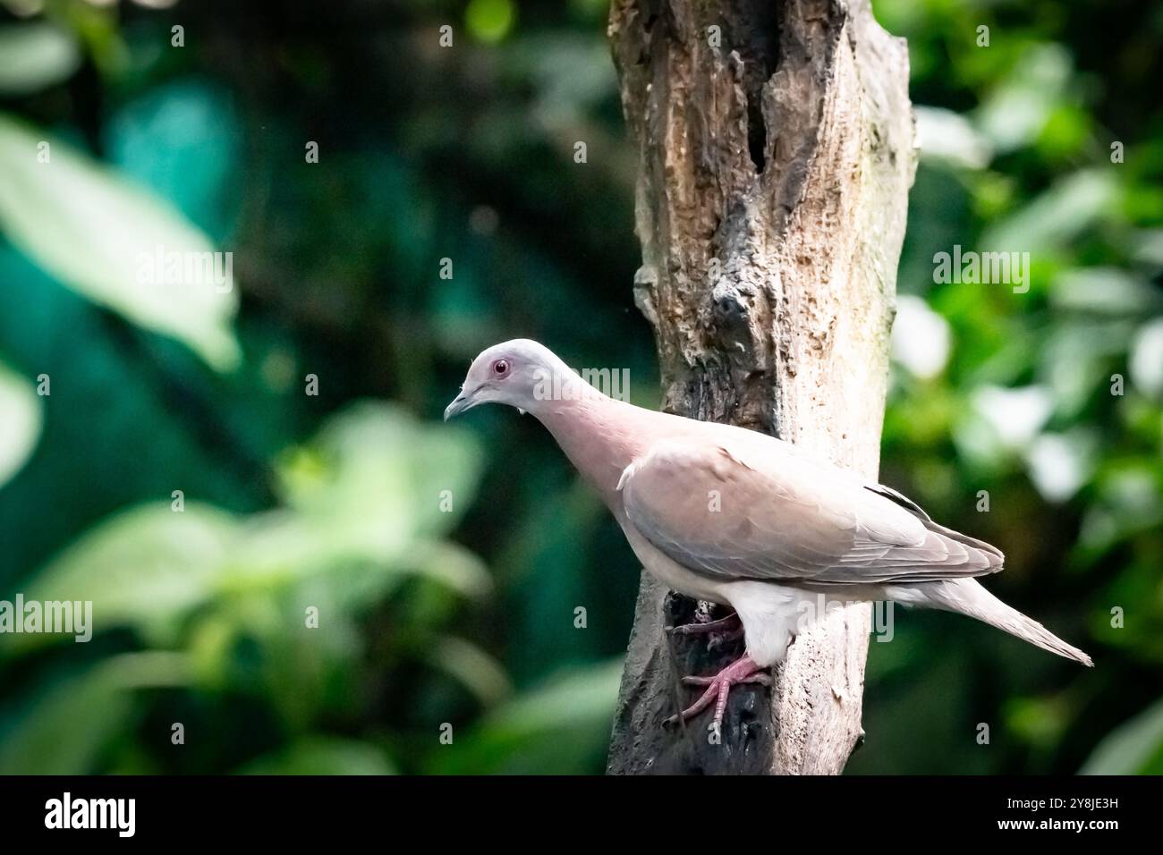 Pale-vented Pigeon (Patagioenas cayennensis) of Costa Rica Stock Photo ...