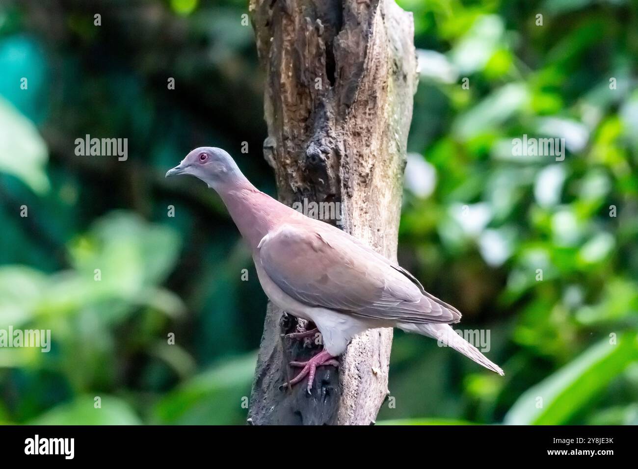 Pale-vented Pigeon (Patagioenas cayennensis) of Costa Rica Stock Photo ...