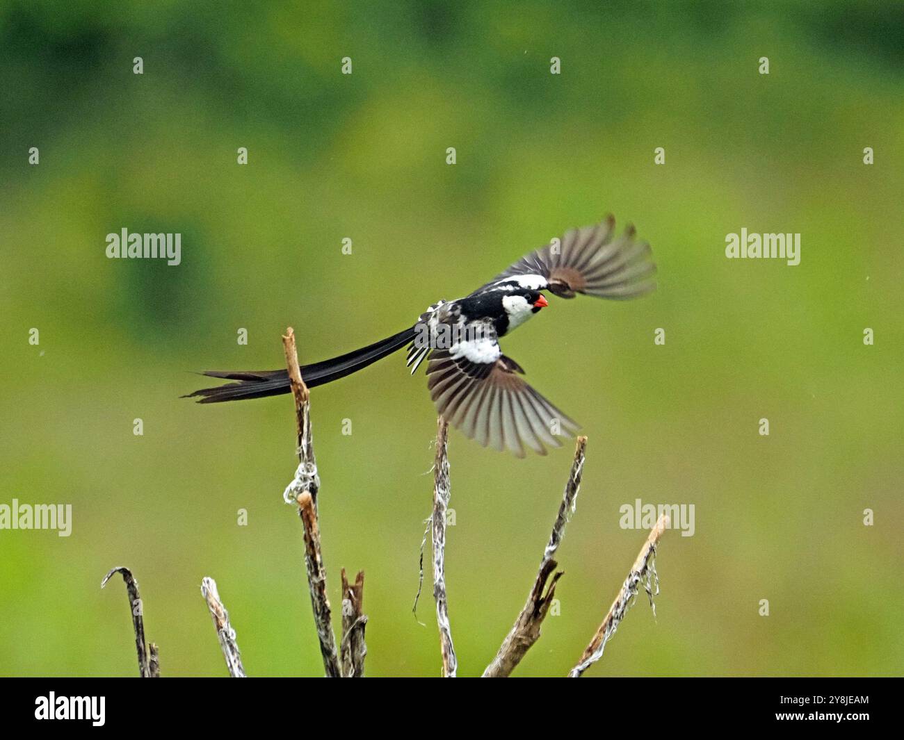male Pin-tailed Whydah (Vidua macroura) in breeding plumage flying with ...