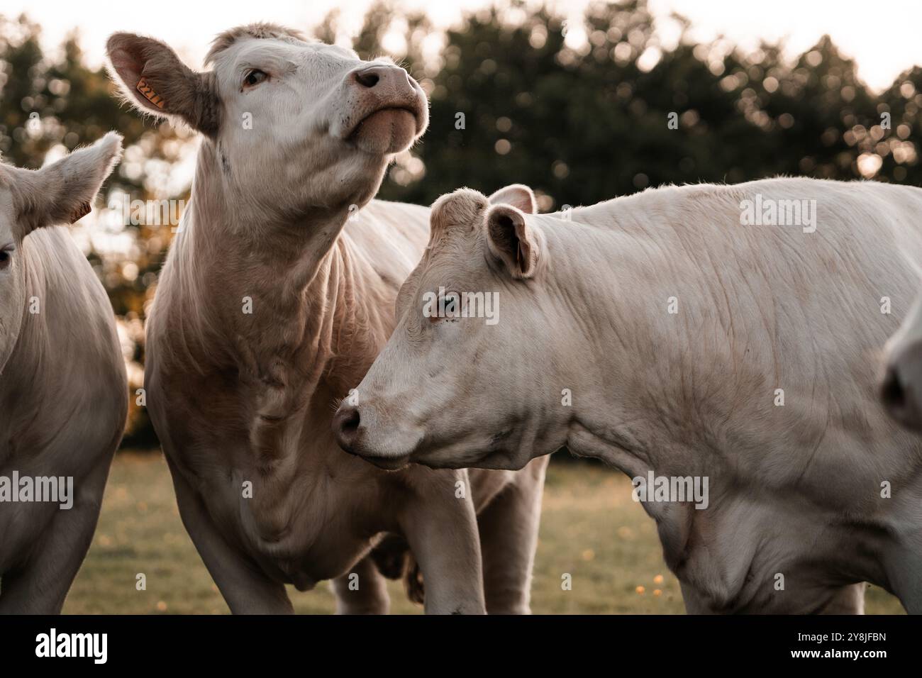 Charolais Cattle, cows in a field, farm animals and livestock Stock ...