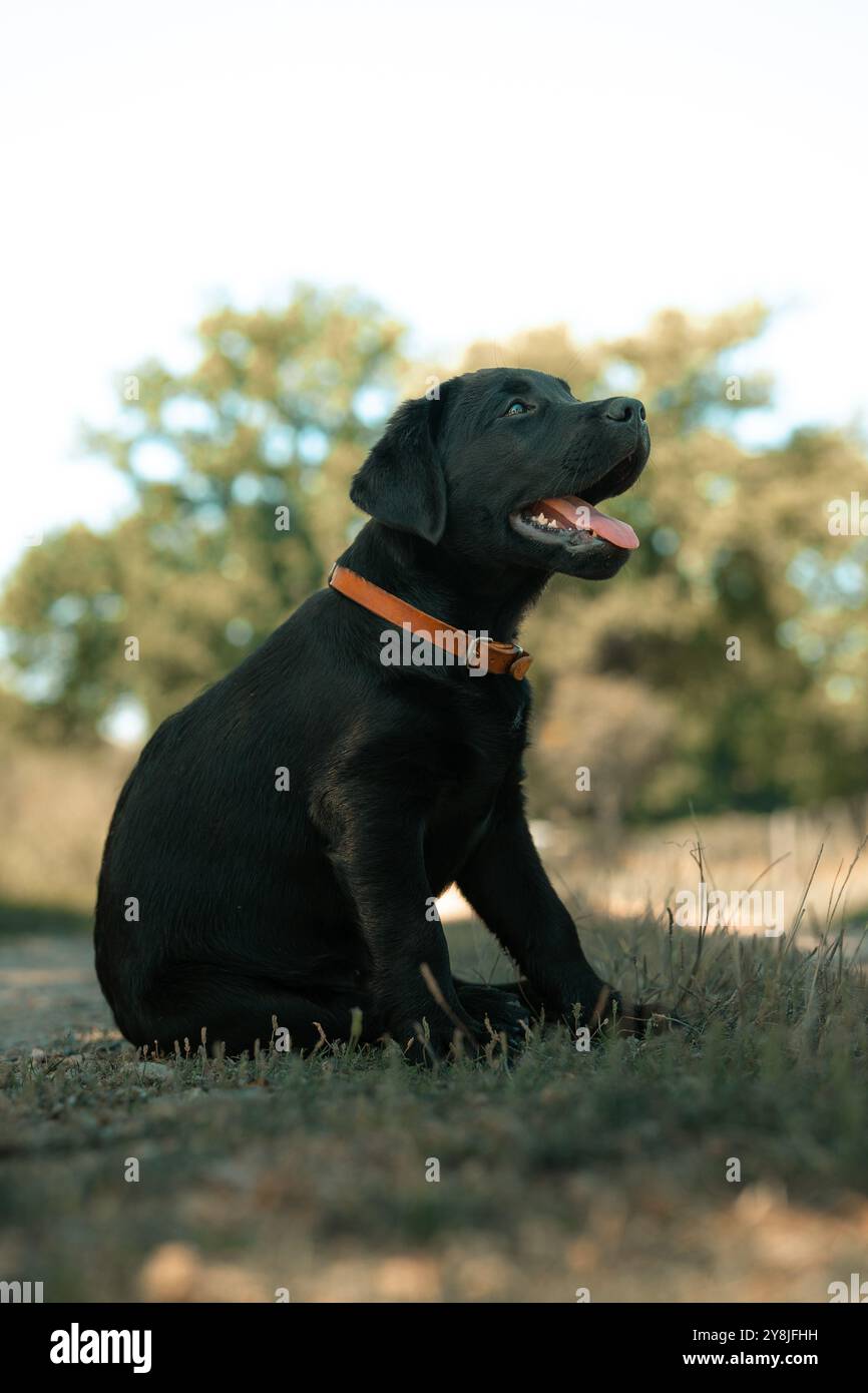 Black Labrador puppy dog, cut doggy, sitting pooch Stock Photo - Alamy