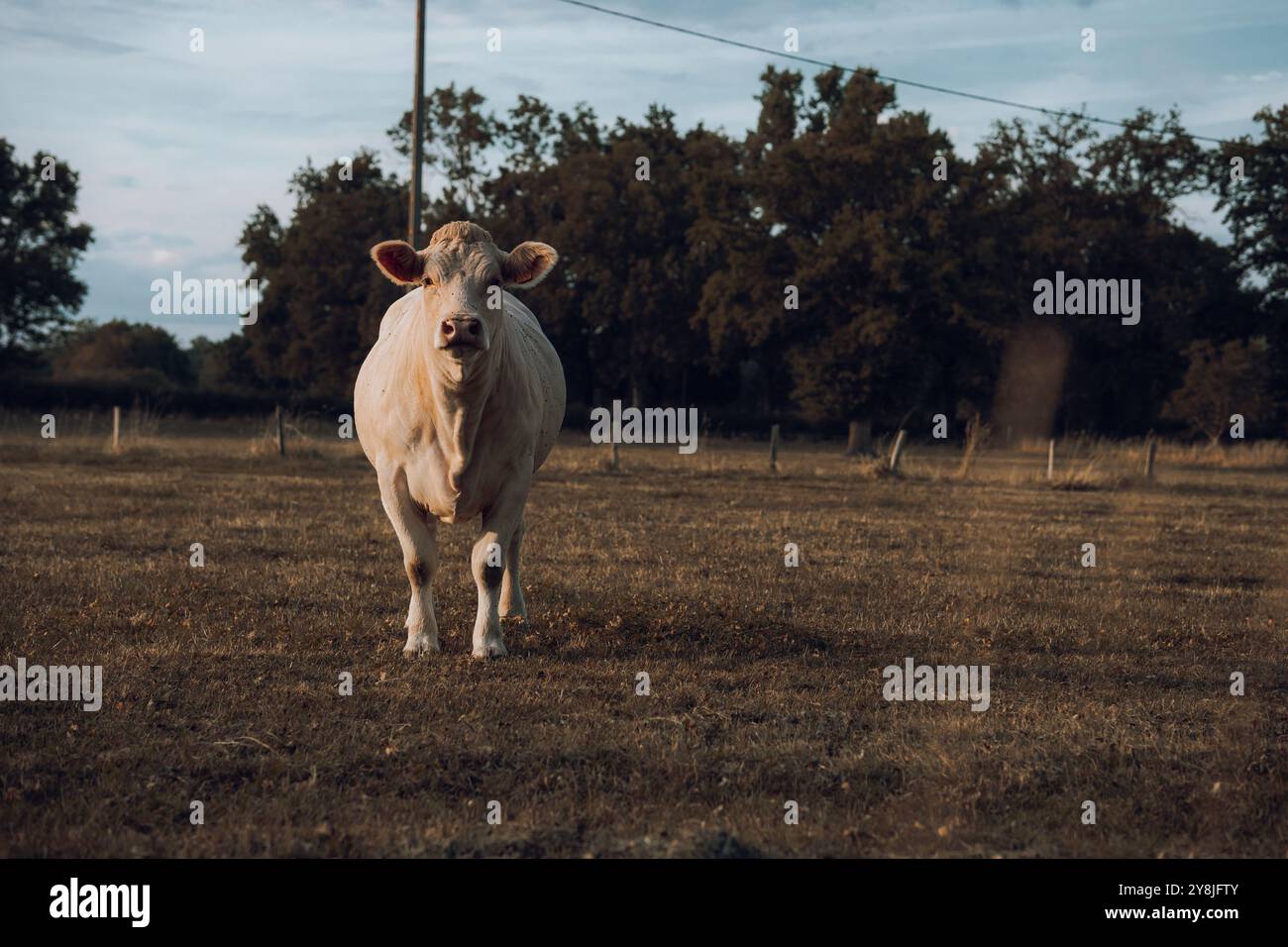 White cow alone in a farm field grazing, cattle Stock Photo - Alamy