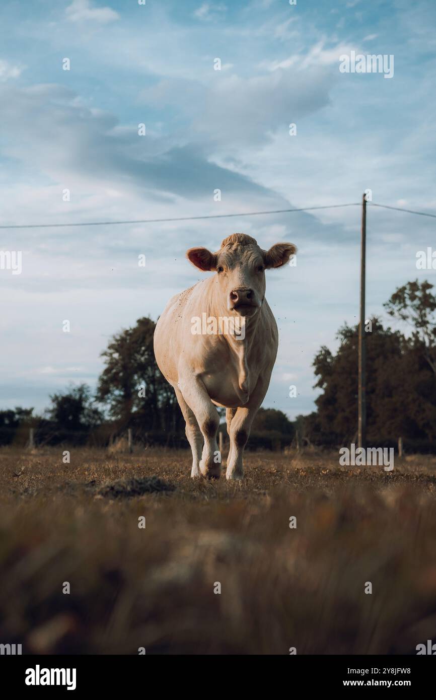 White cow alone in hi-res stock photography and images - Alamy