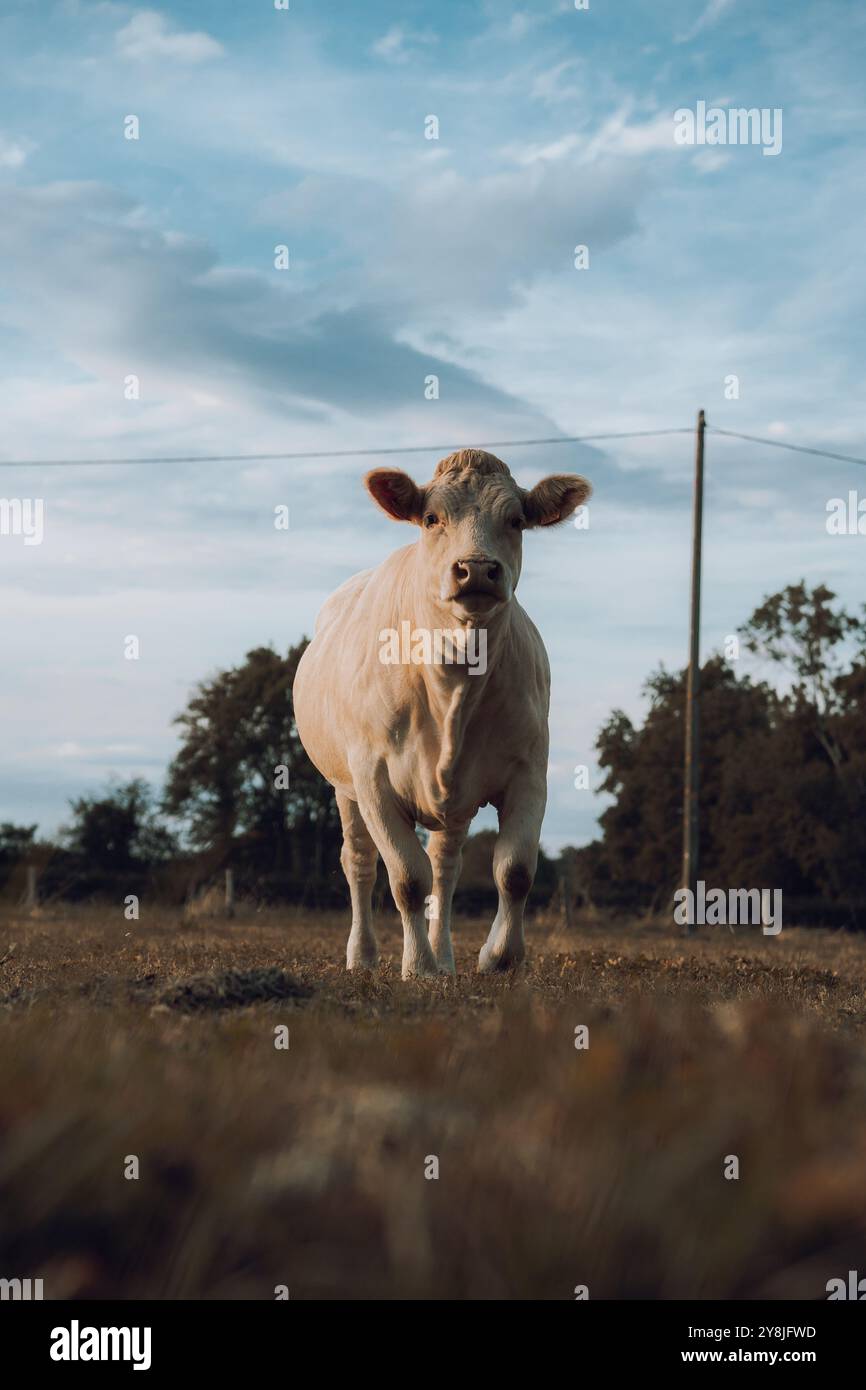 White cow alone in a farm field grazing, cattle Stock Photo - Alamy