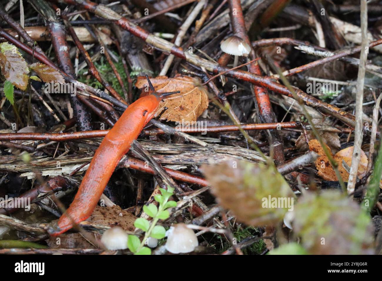 orange-red Specimen of a rare red Slug Stock Photo - Alamy