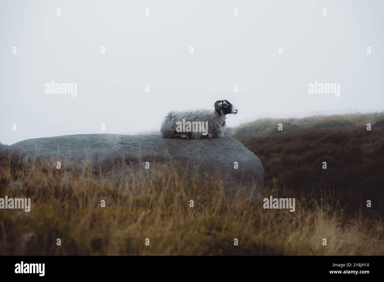 Ram sitting on a rock in the Peak District National Park, mountain ...