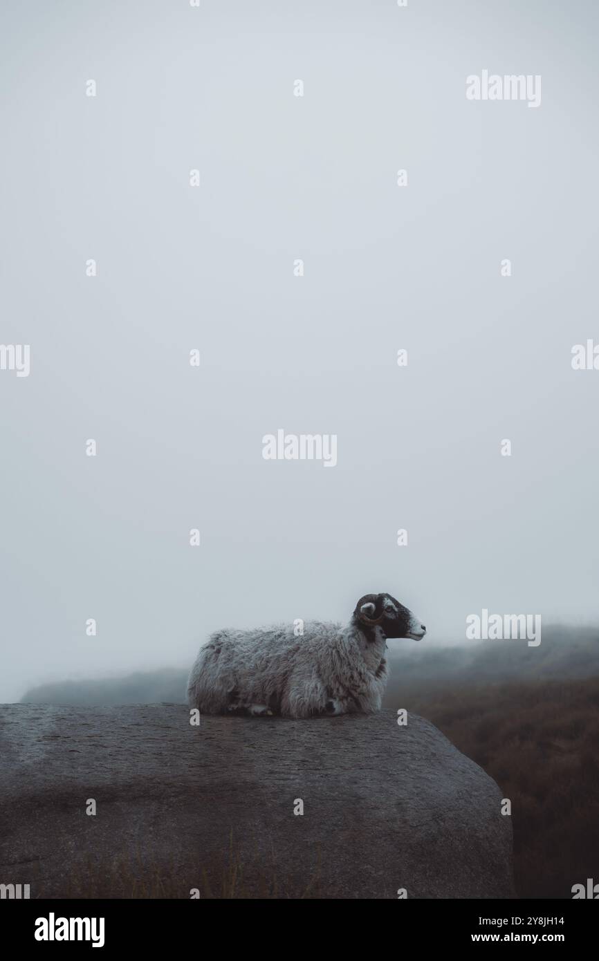 Ram sitting on a rock in the Peak District National Park, mountain ...