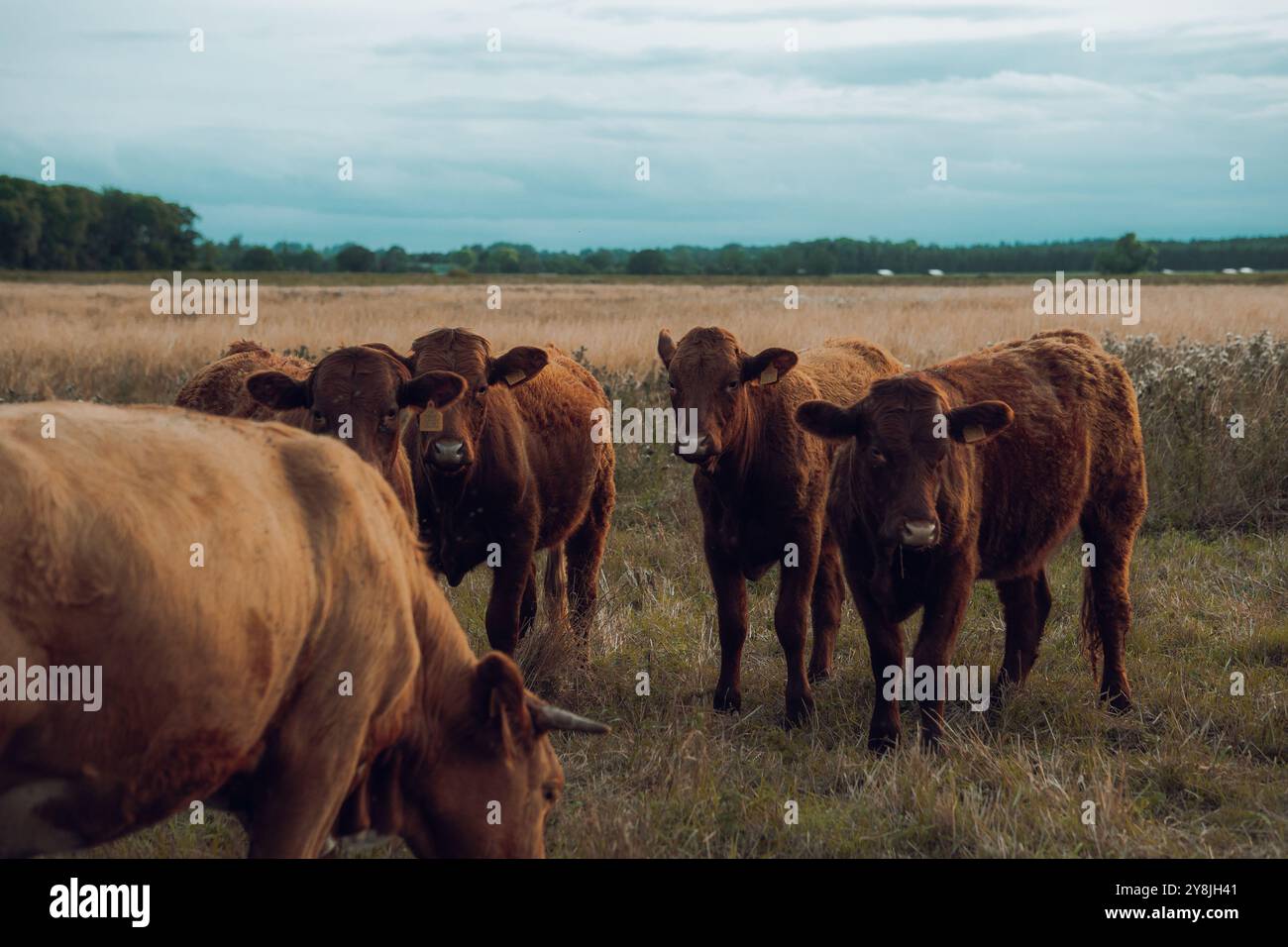 Cattle in a cow field Stock Photo - Alamy