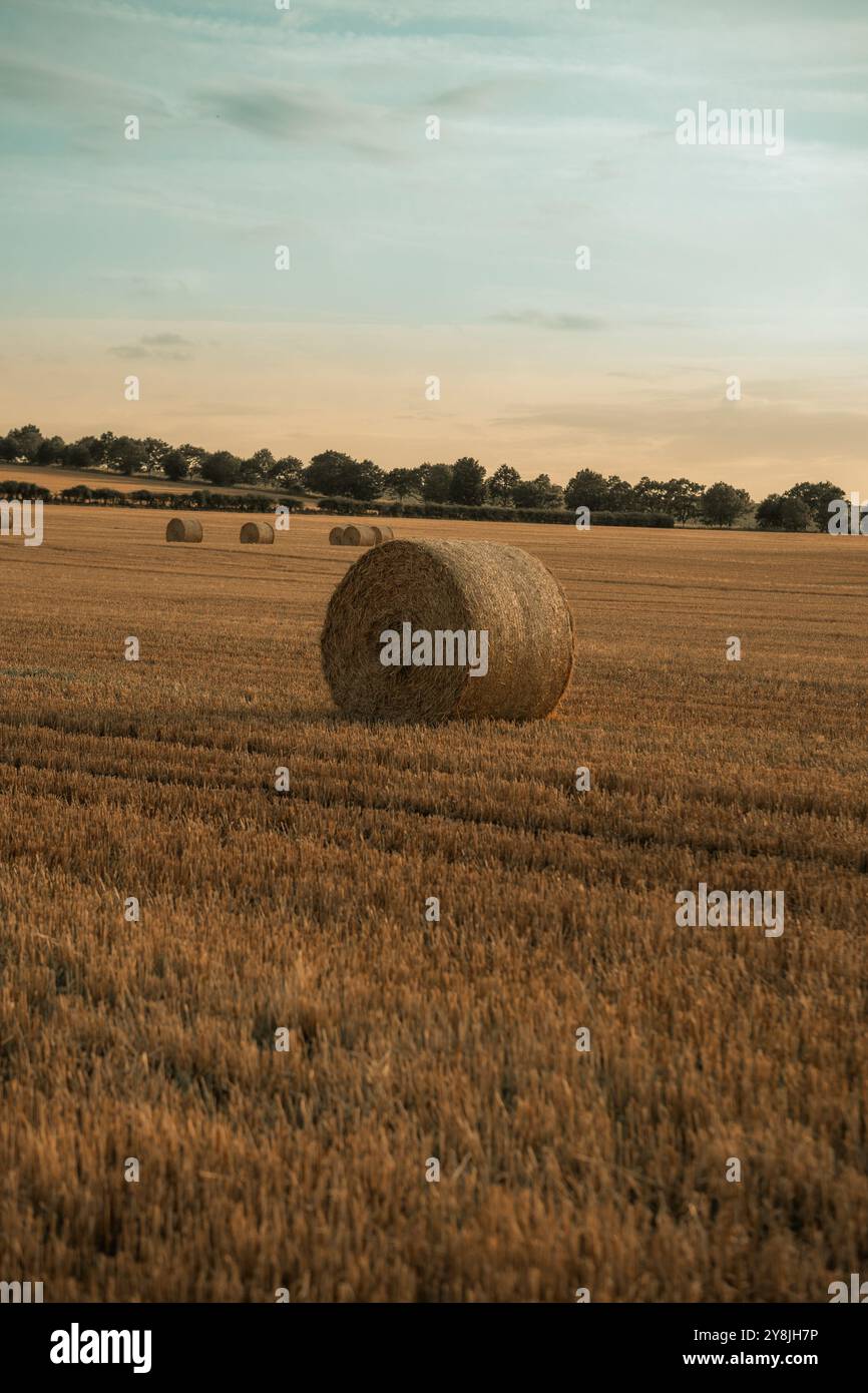 Hay bale in a barley field, wheat field at harvest time, farm land ...