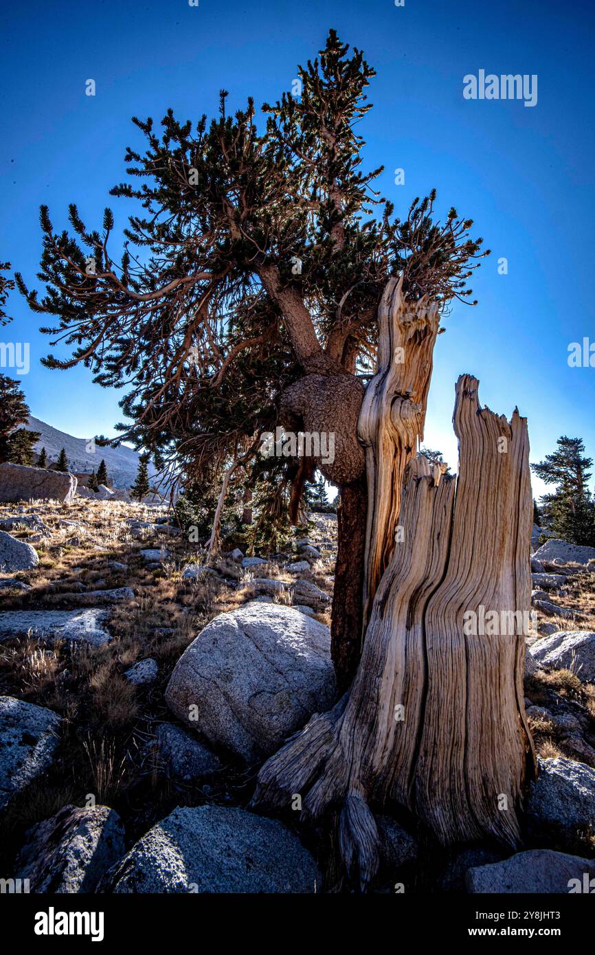 Cottonwood Lakes California Usa 4th Oct 2024 The Foxtail Pine Is